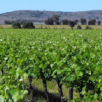 Introducing our new Victorian vineyard - Kingston Estate