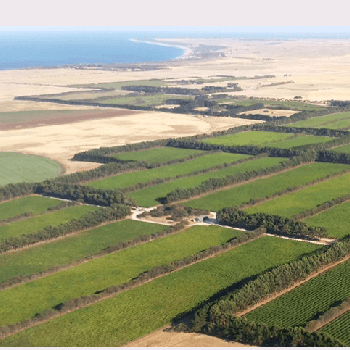 Mt Benson Vineyard joins the fold - Kingston Estate